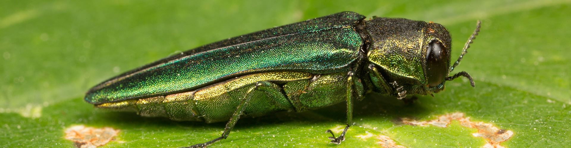 Emerald Ash Borer Control in Marshalltown, IA | Schendel Pest Control ...