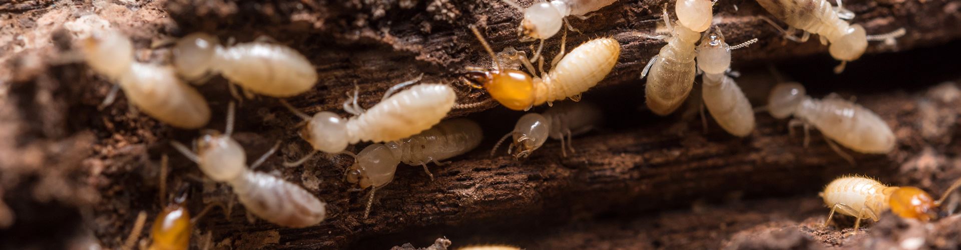 A Guide To Common Pests In Marshalltown, Iowa | Schendel Pest Control ...