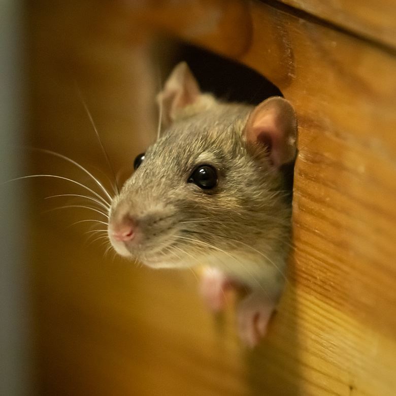Rodent Control In Marshalltown, IA | Schendel Pest Control Co., Inc