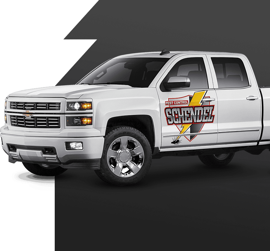 Marshalltown Pest Control | Schendel Pest Control