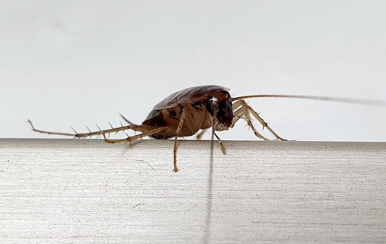 Why You Should Call The Pros About Roaches In Your Marshalltown House ...