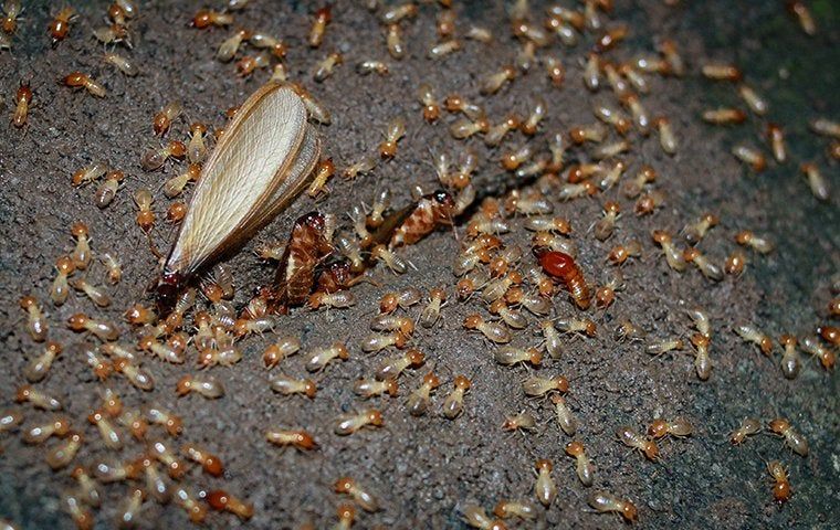 The Most Effective Termite Control For Your Marshalltown Property ...