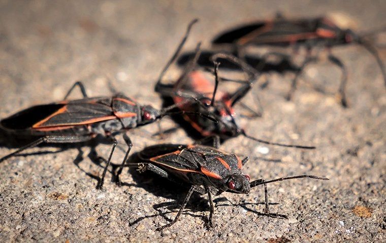 How Do You Get Rid Of Boxelder Bugs On Your Marshalltown Property ...